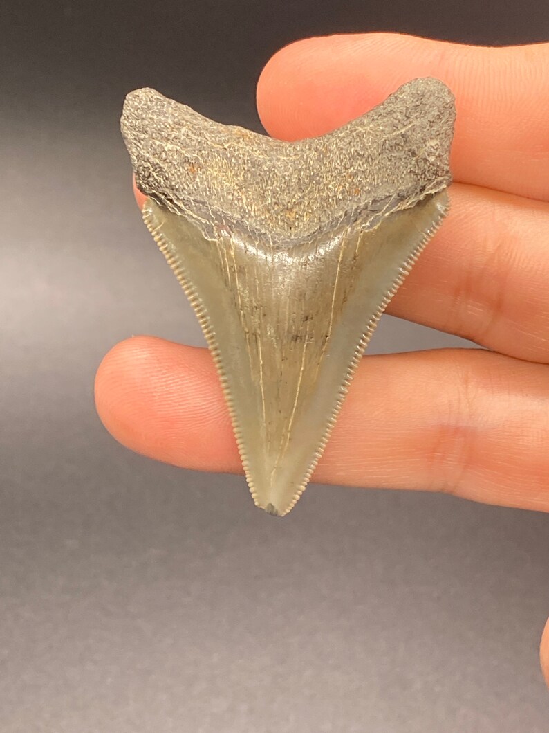 Calvert Cliffs Megalodon Shark Tooth Cc20 - Etsy