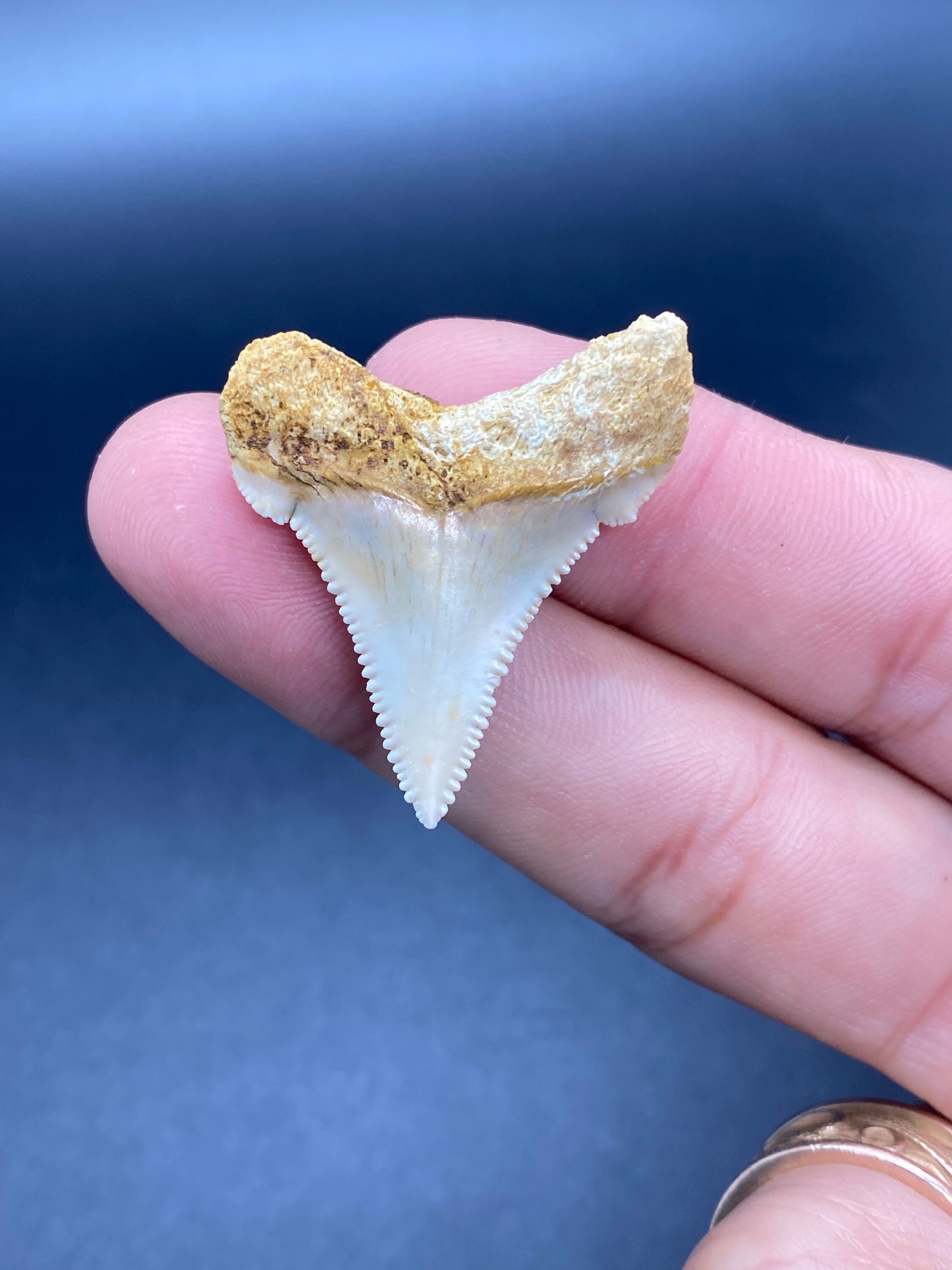 Fossil Angustidens Shark Tooth by Toothlessfossils sv24 - Etsy