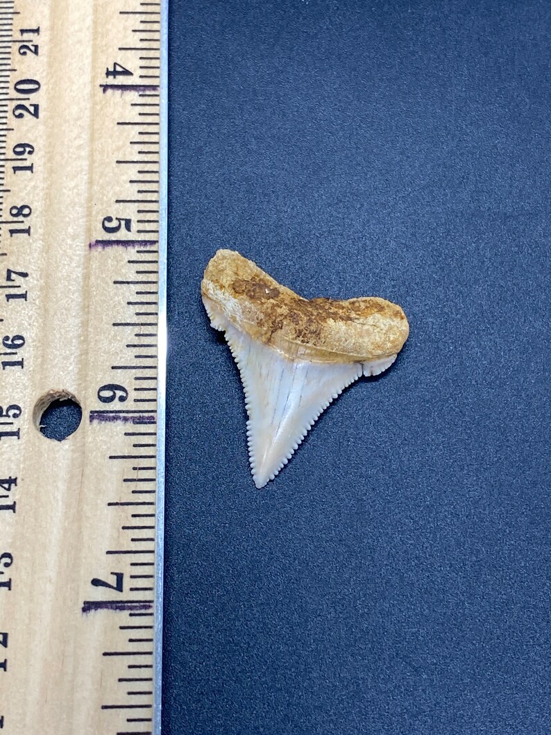 Fossil Angustidens Shark Tooth by Toothlessfossils sv24 - Etsy