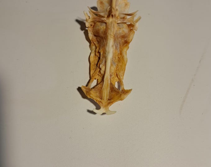Vintage Jesus Crucifix Fish Skull - Etsy