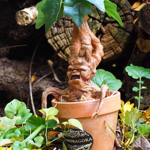 Mandrake-mandragore Fait à La Main - Etsy