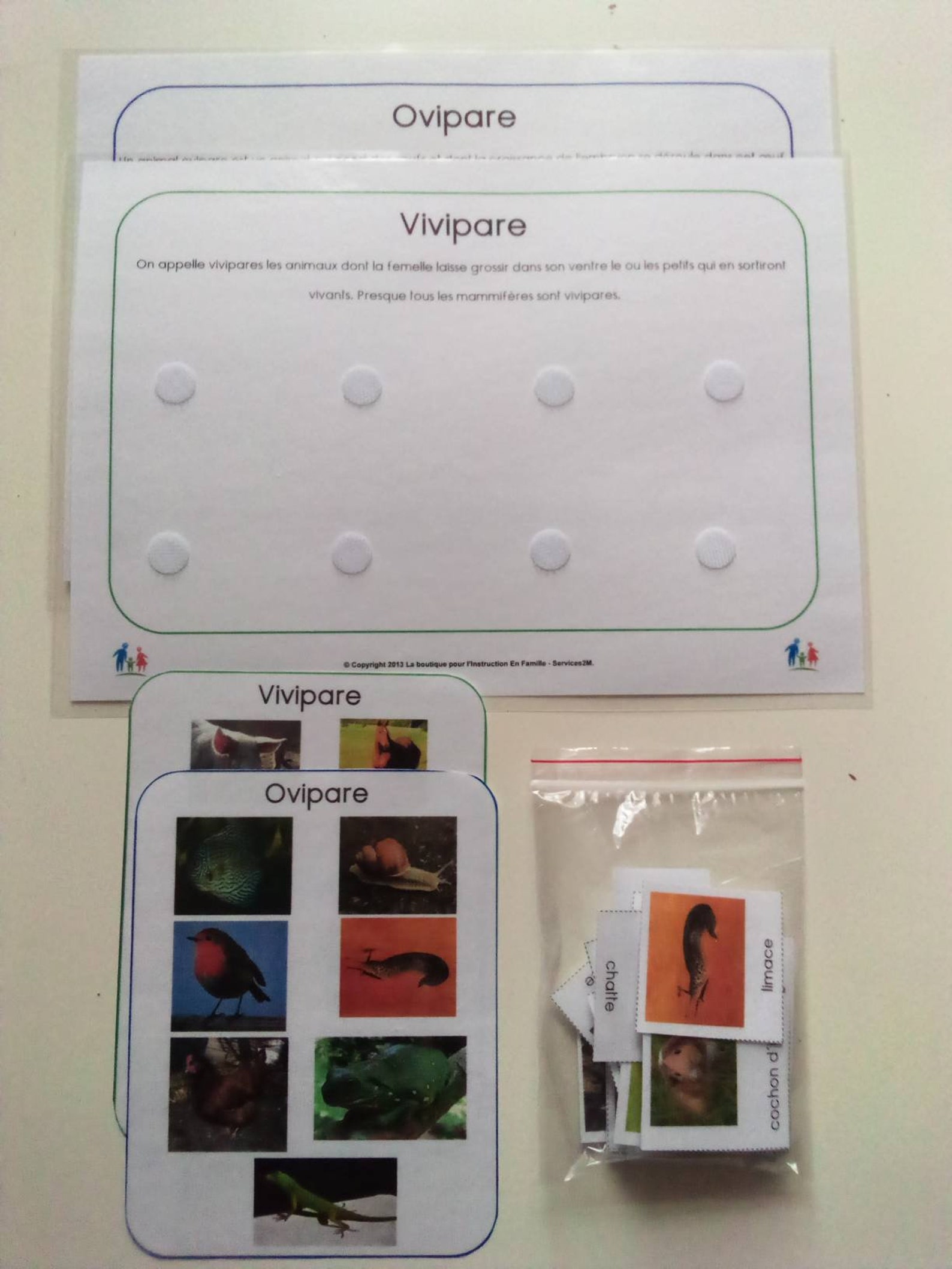 Ovipare and Viviparous Ready-to-use Pedagogical Sheet - Etsy