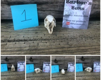 Real Rabbit Skull - Etsy