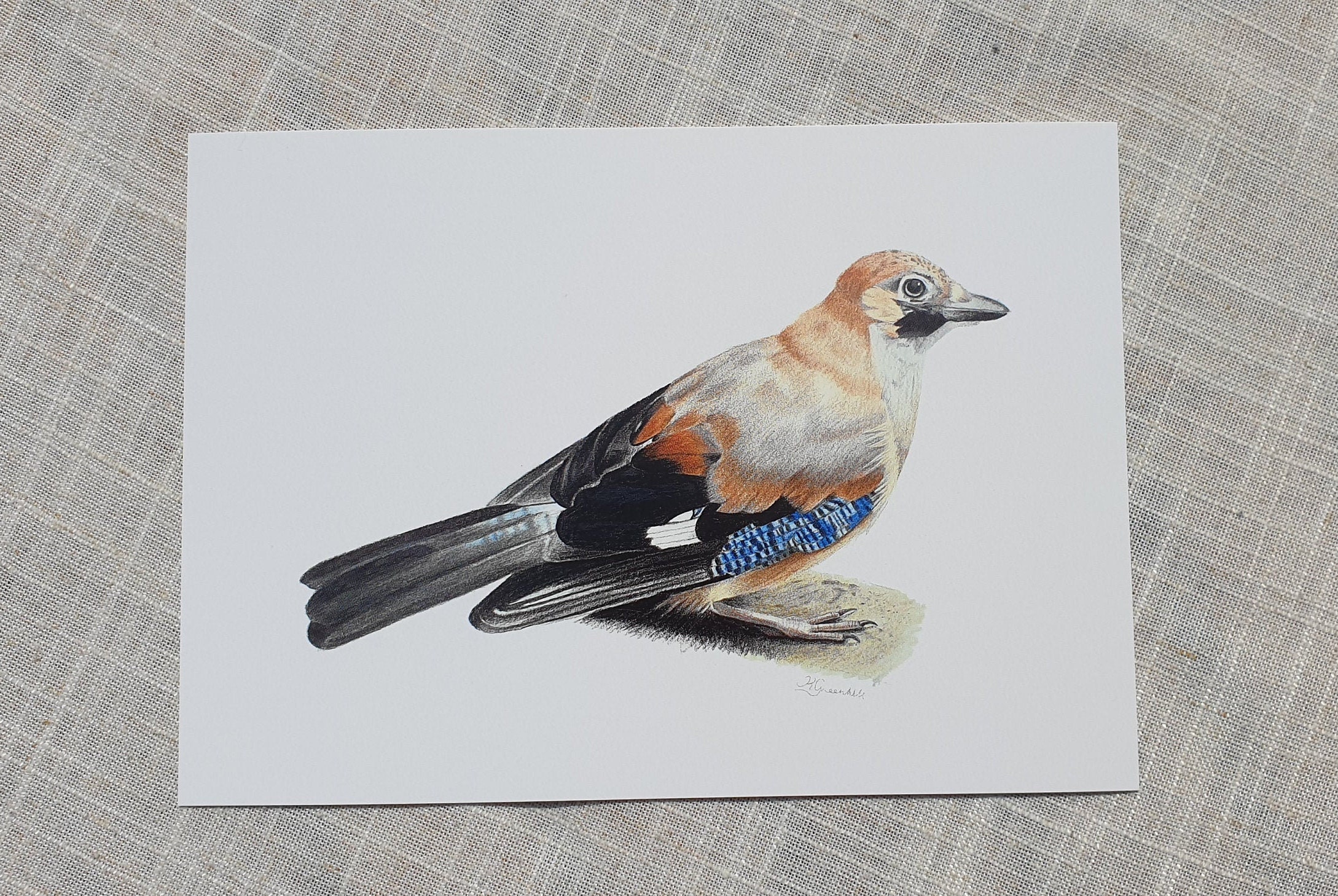 Jay Bird Pencil Drawing Print 6x4 7x5 8x6 - Etsy UK