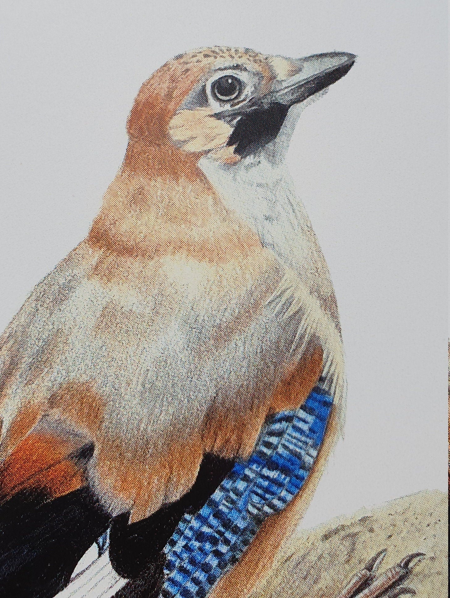 Jay Bird Pencil Drawing Print 6x4 7x5 8x6 - Etsy UK