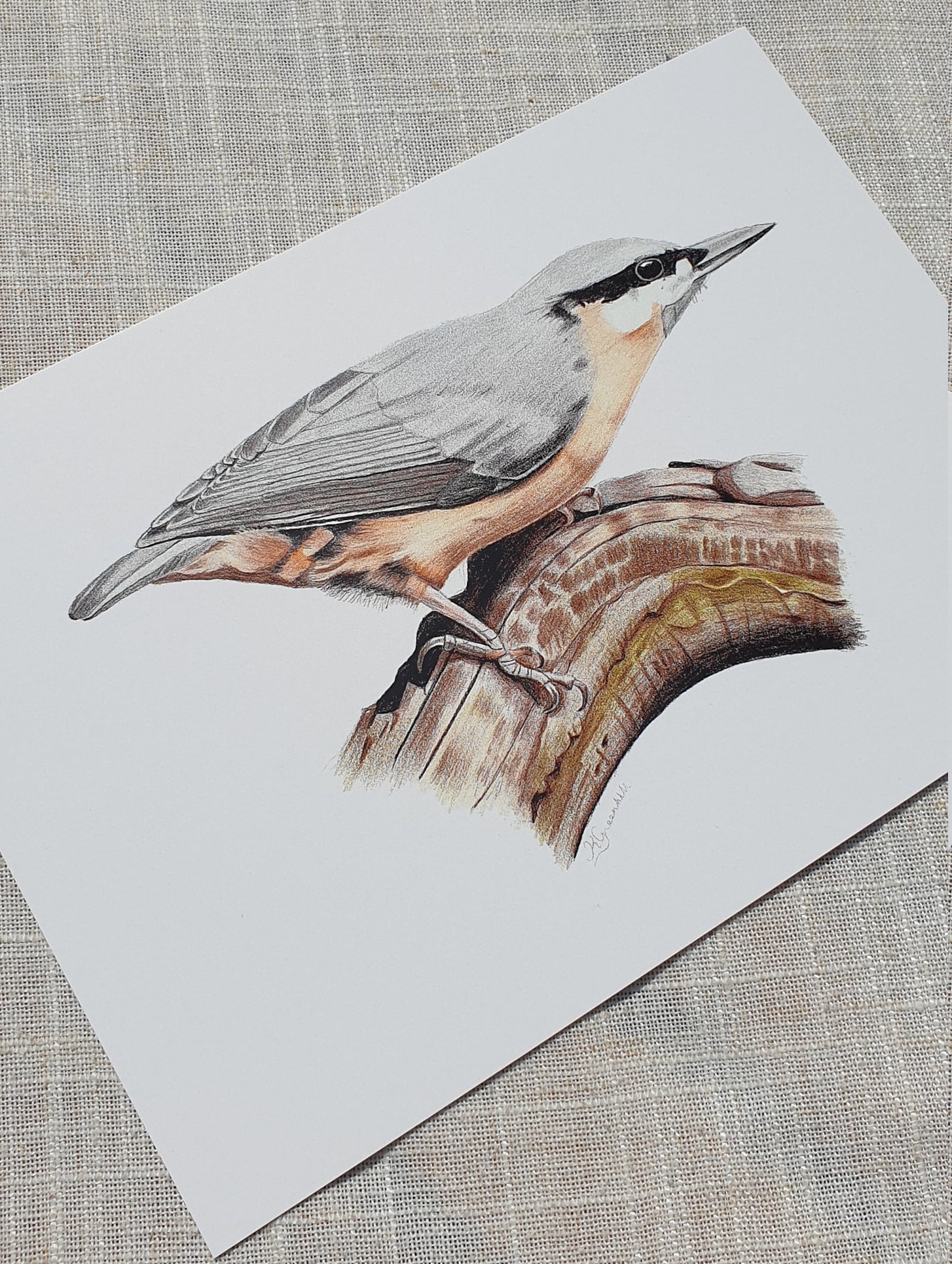 Nuthatch Bird Coloured Pencil Drawing Print 6x4 7x5 8x6 - Etsy