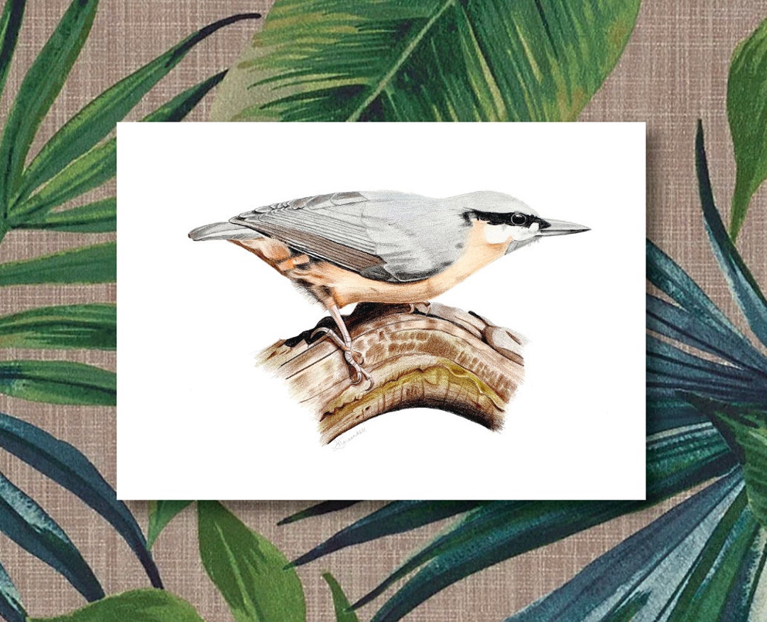 Nuthatch Bird Coloured Pencil Drawing Print 6x4 7x5 8x6 - Etsy
