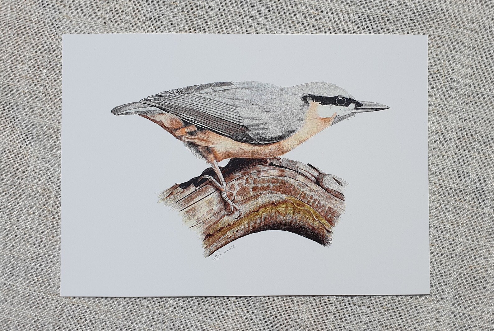 Nuthatch Bird Coloured Pencil Drawing Print 6x4 7x5 8x6 - Etsy