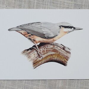 Nuthatch Bird Coloured Pencil Drawing Print 6x4 7x5 8x6 - Etsy