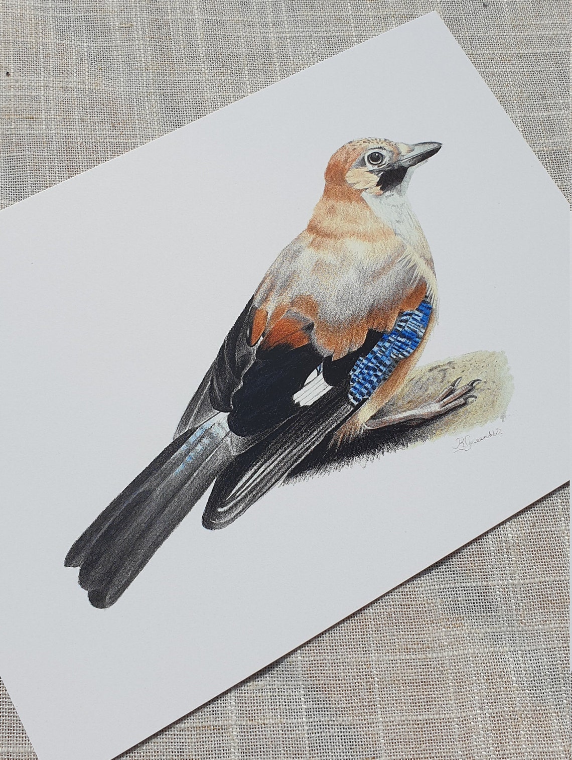 Jay Bird Pencil Drawing Print 6x4 7x5 8x6 - Etsy UK