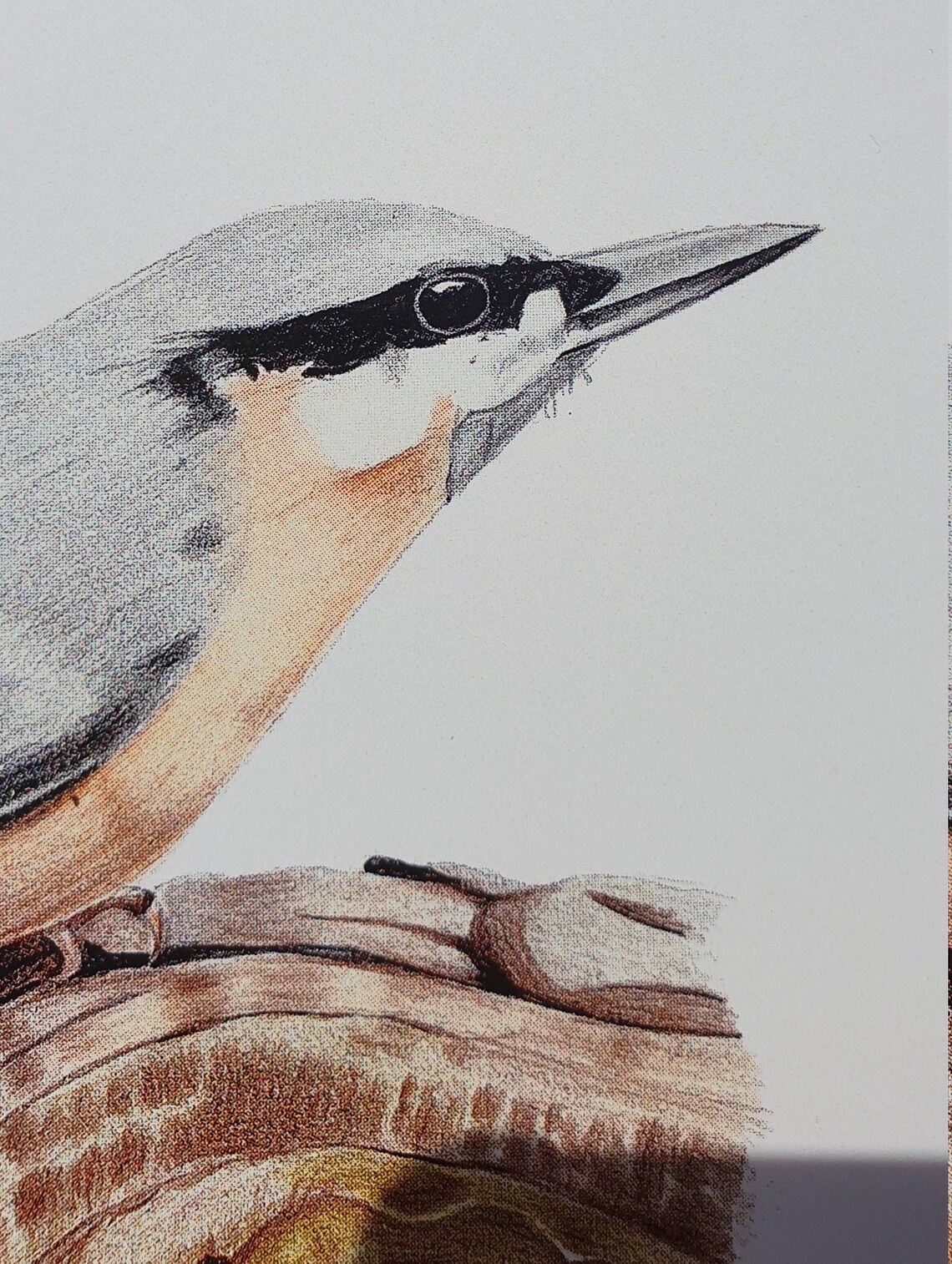 Nuthatch Bird Coloured Pencil Drawing Print 6x4 7x5 8x6 - Etsy
