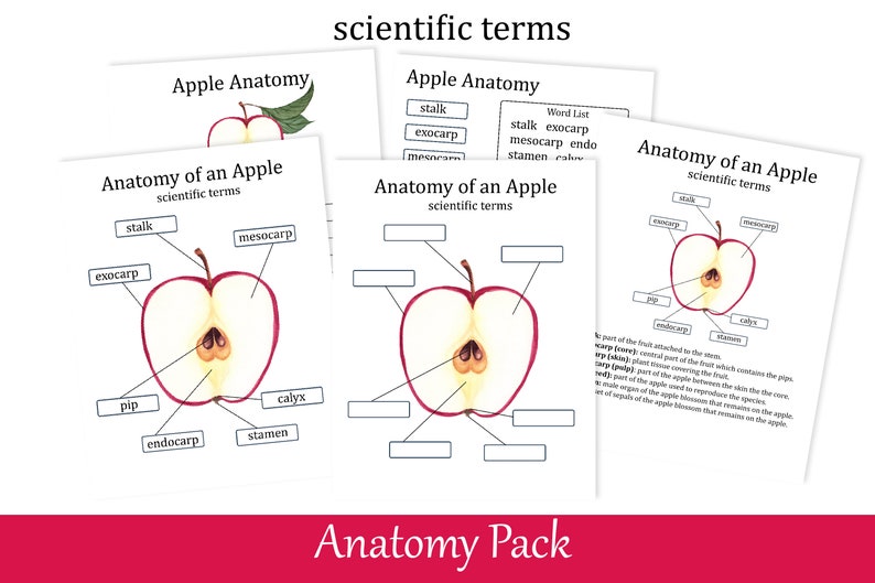 Apple Anatomy Worksheets, Parts of Fruit, Apple Montessori, Nature ...