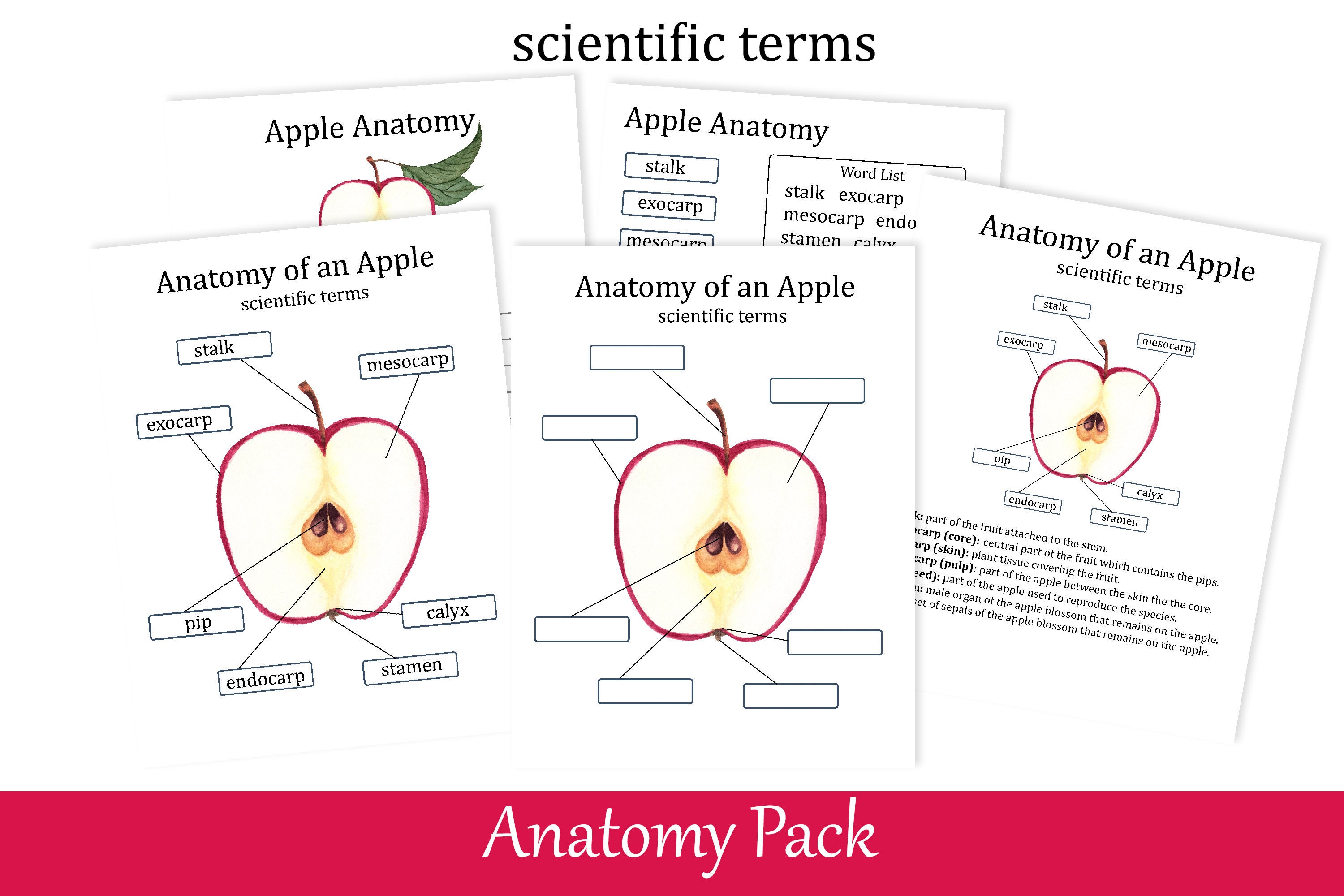 Apple Anatomy Worksheets, Parts of Fruit, Apple Montessori, Nature ...