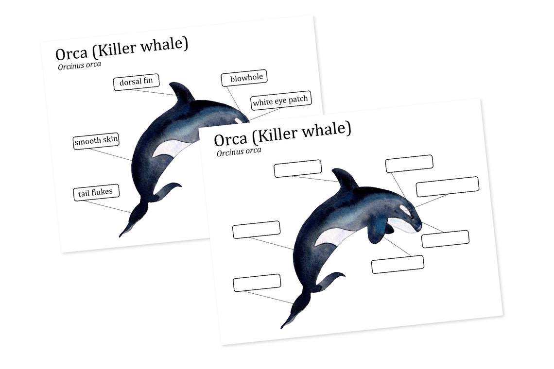 Póster de anatomía de la orca orca, hojas de trabajo de aprendizaje de ...