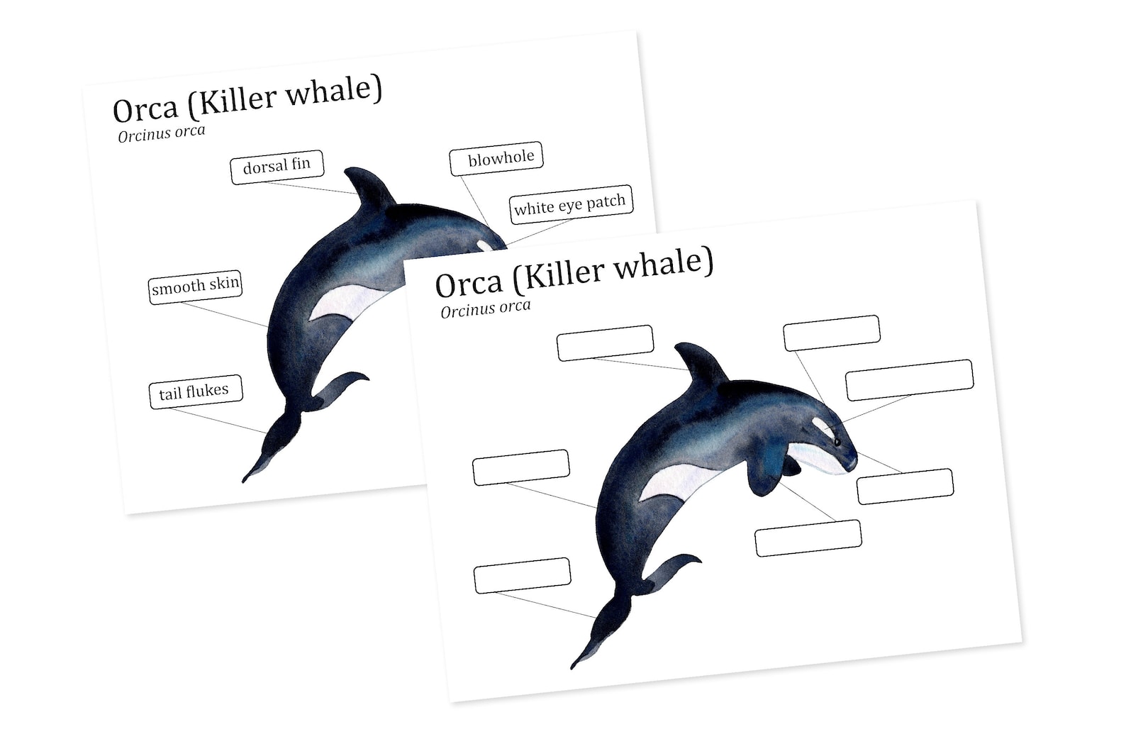 Orca Killerwal Anatomie Poster, Homeschool Meeresbiologie lernen ...