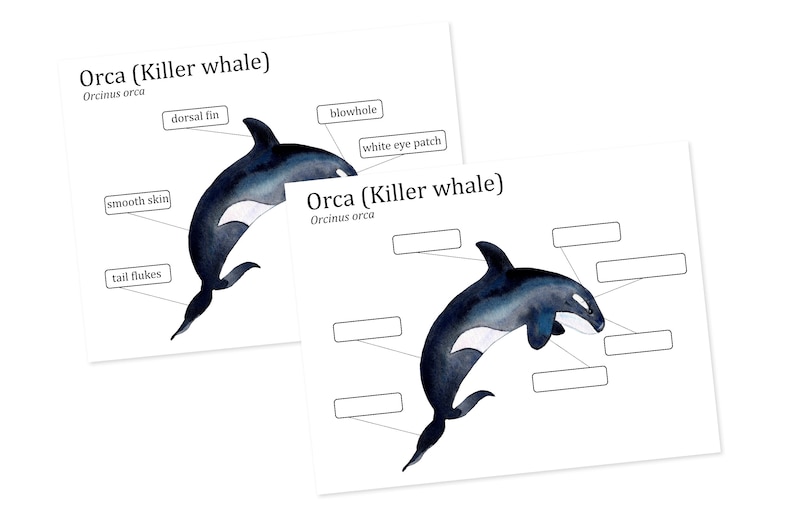 Orca Killer Whale Anatomy Poster, Homeschool Marine Biology Learning ...