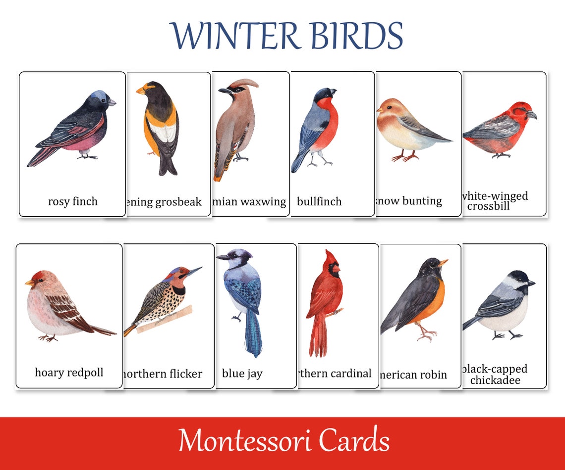 Winter Birds Identification Montessori 3 Part Cards, Preschool Flash ...