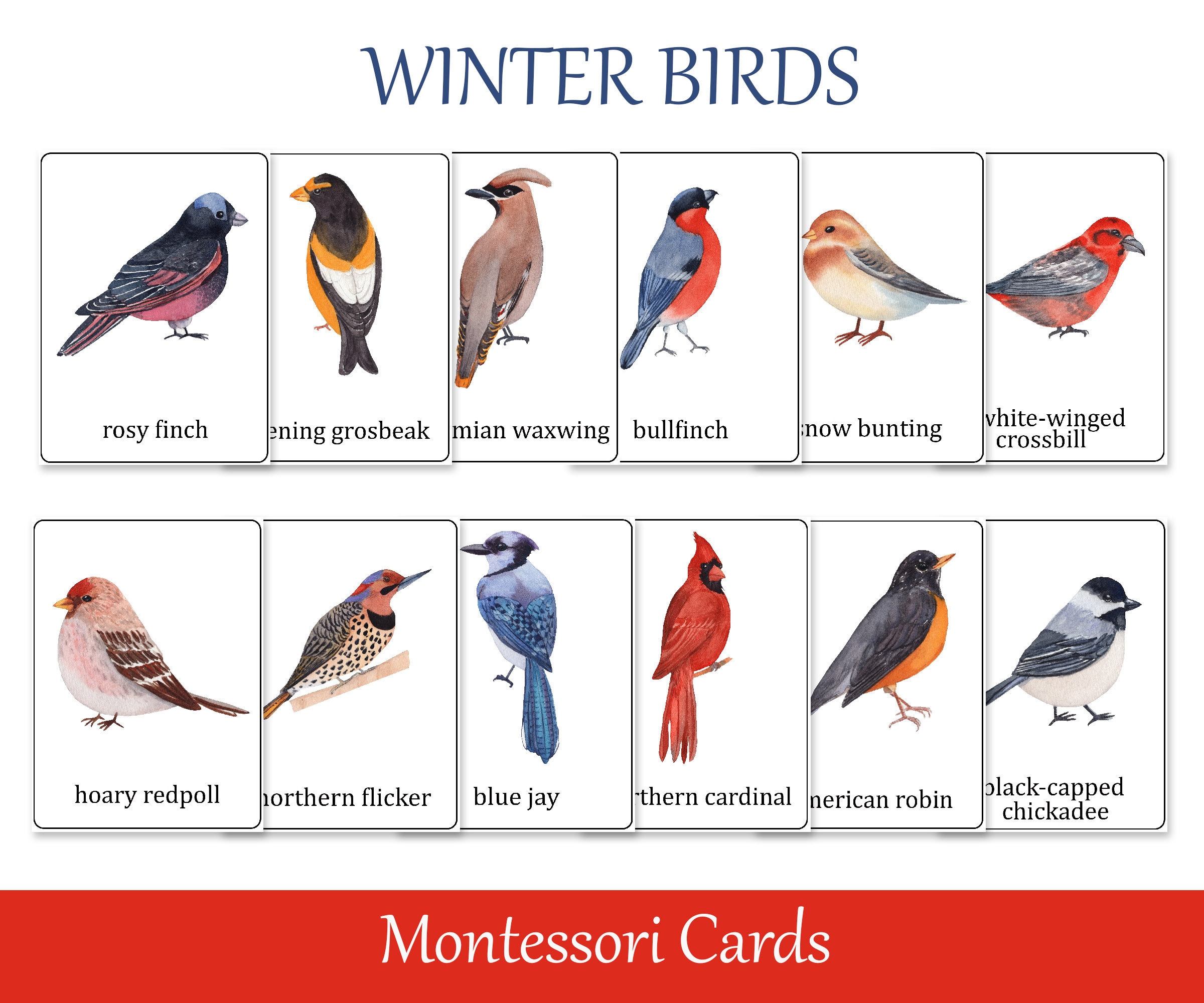 Winter Birds Identification Montessori 3 Part Cards, Preschool Flash ...