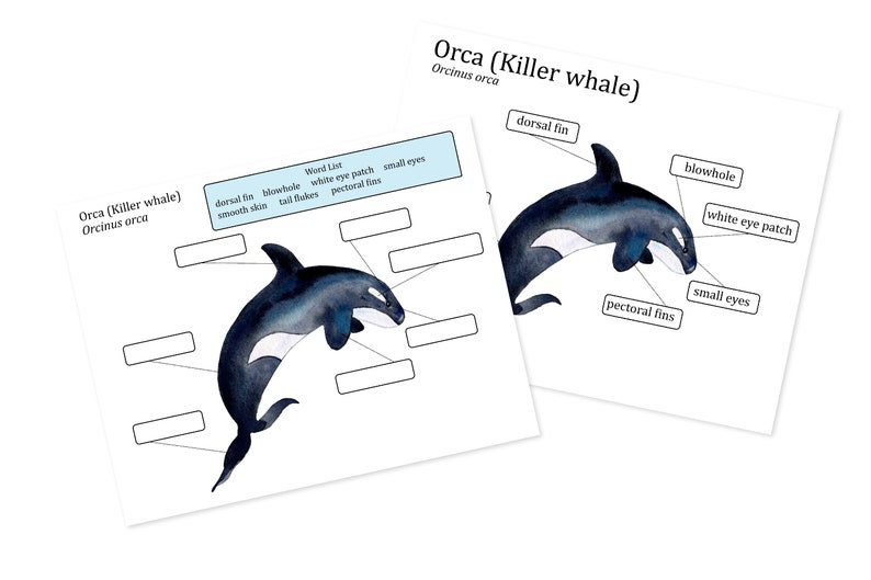 Orca Killer Whale Anatomy Poster, Homeschool Marine Biology Learning ...
