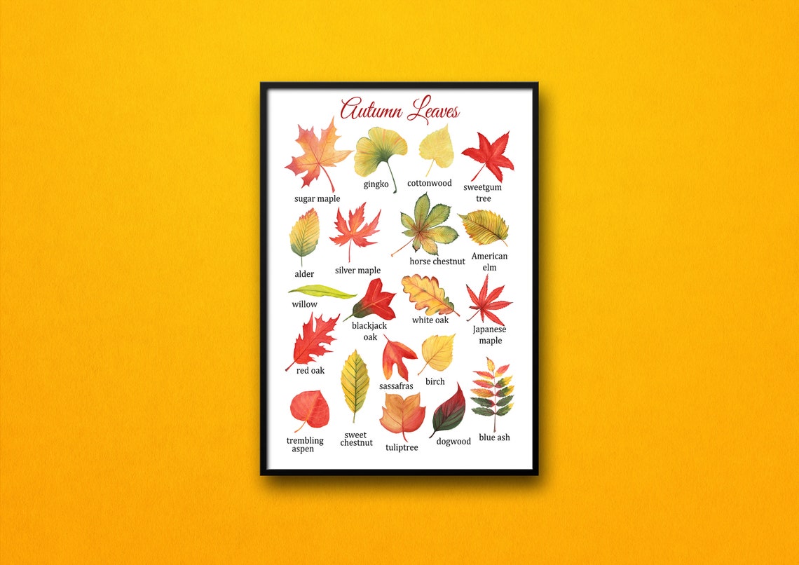 Fall Leaf Identification Montessori Poster Educational - Etsy