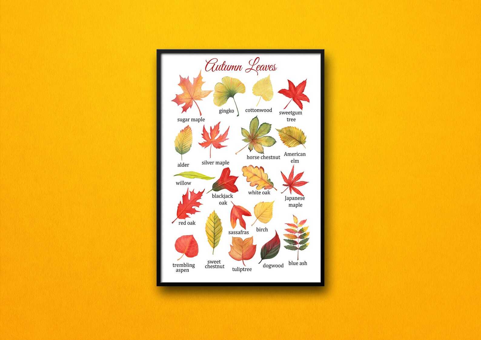Fall Leaf Identification Montessori Poster, Educational Poster, Autumn ...