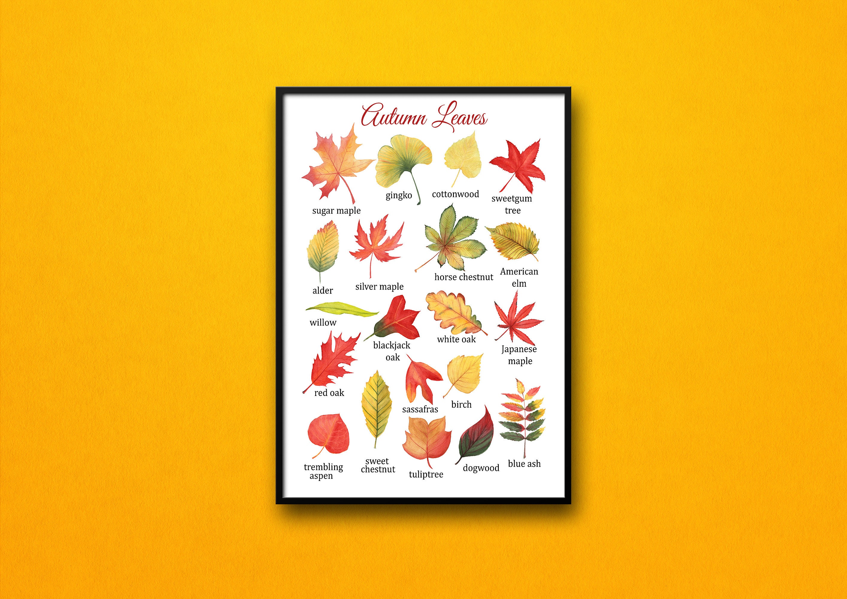 Fall Leaf Identification Montessori Poster, Educational Poster, Autumn ...