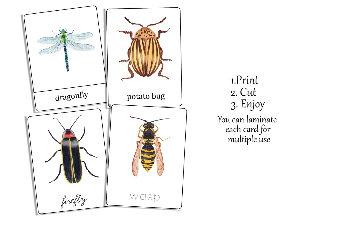 Insects Identification Montessori 3 Part Cards, Beetles and Bugs ...