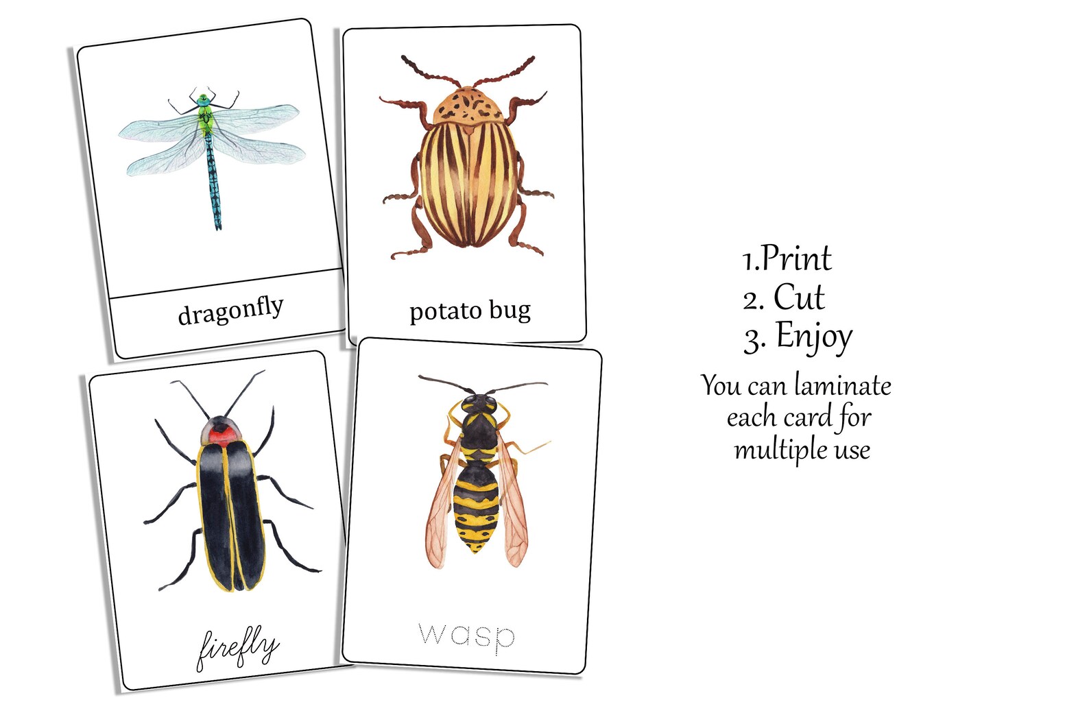 Insects Identification Montessori 3 Part Cards, Beetles and Bugs ...