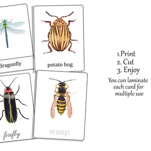 Insects Identification Montessori 3 Part Cards, Beetles and Bugs ...