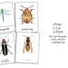 Insects Identification Montessori 3 Part Cards, Beetles and Bugs ...
