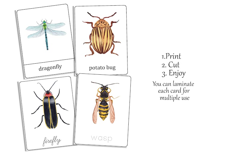 Insects Identification Montessori 3 Part Cards, Beetles and Bugs ...