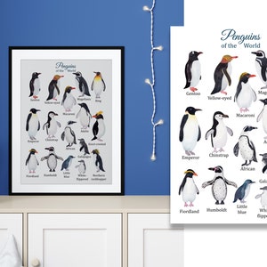Penguins Species Montessori Poster, Educational Poster, Types of ...
