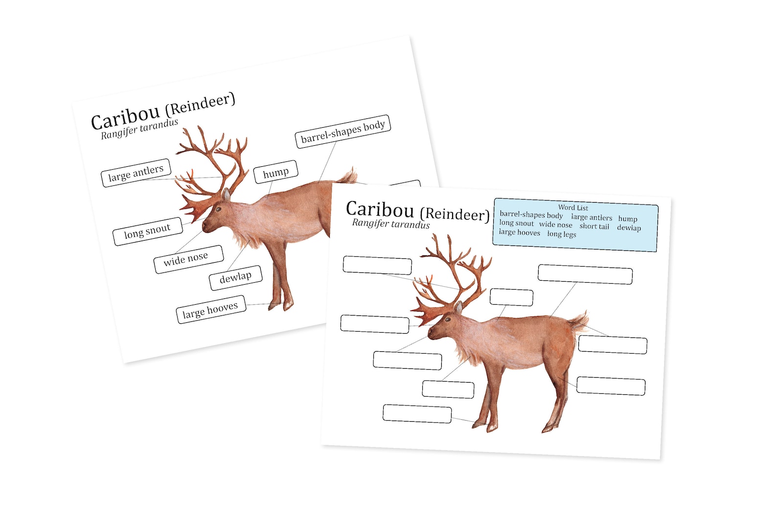 Caribou Reindeer Anatomy Worksheets, Homeschool Printables, Nature ...