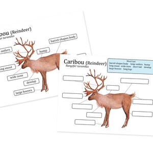 Caribou Reindeer Anatomy Worksheets, Homeschool Printables, Nature ...