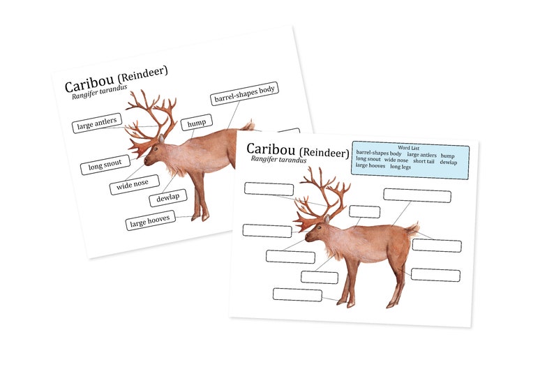 Caribou Reindeer Anatomy Worksheets, Homeschool Printables, Nature ...