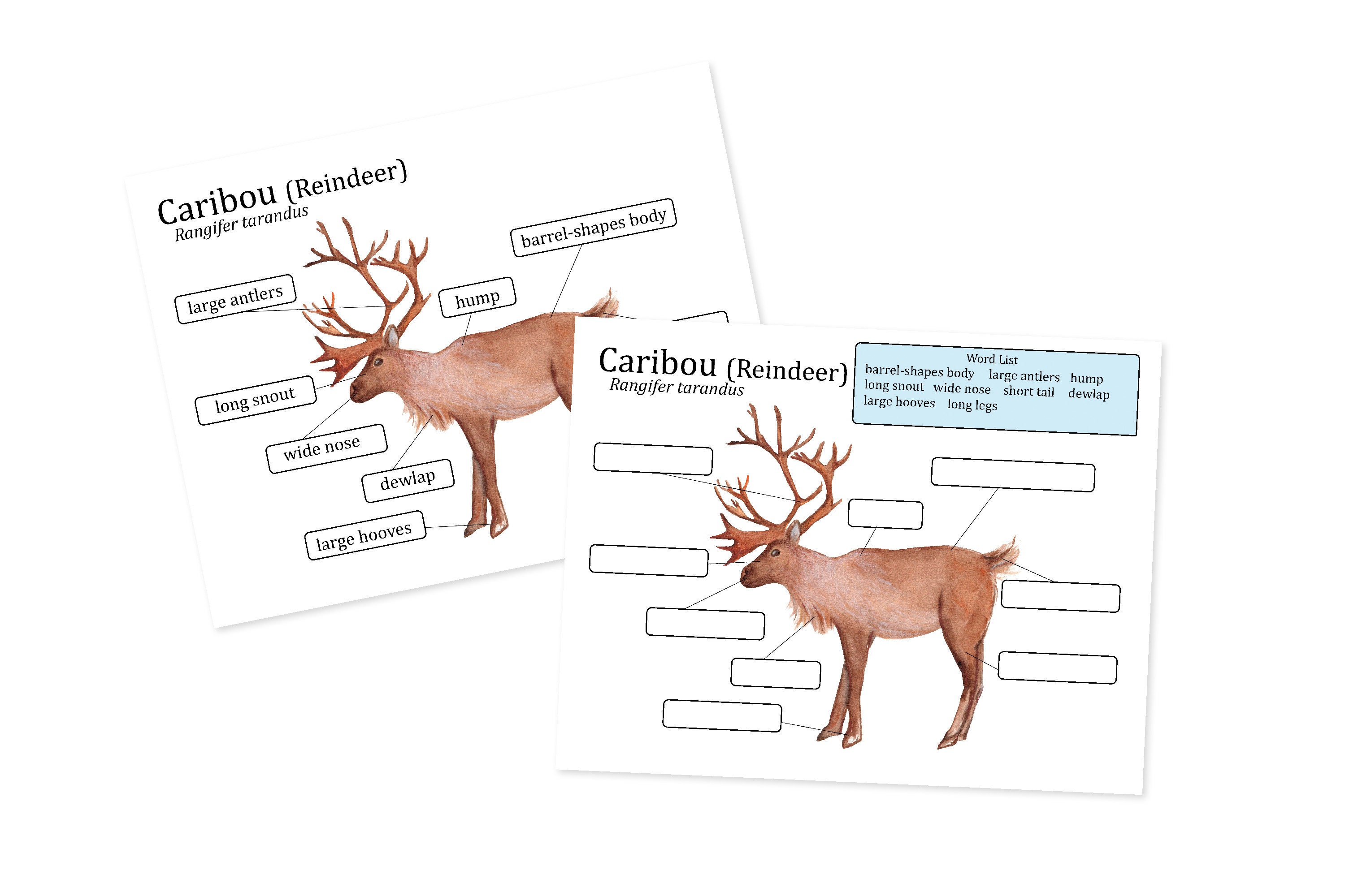 Caribou Reindeer Anatomy Worksheets, Homeschool Printables, Nature ...