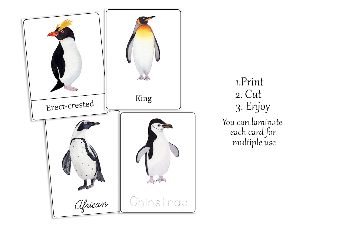 Penguins Species Identification Montessori 3 Part Cards, Preschool ...