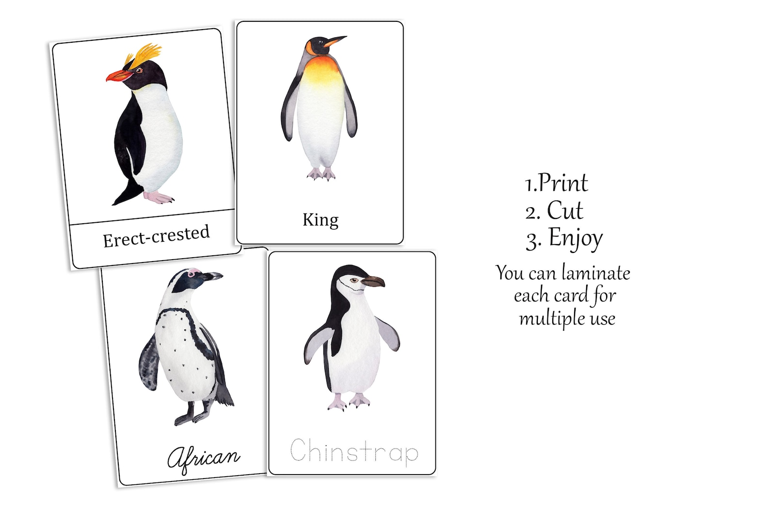 Penguins Species Identification Montessori 3 Part Cards, Preschool ...