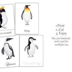 Penguins Species Identification Montessori 3 Part Cards, Preschool ...