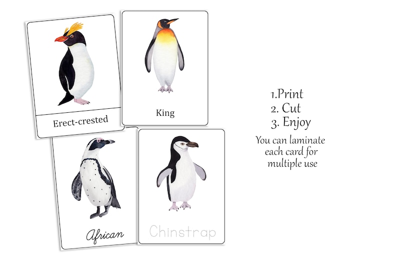 Penguins Species Identification Montessori 3 Part Cards, Preschool ...