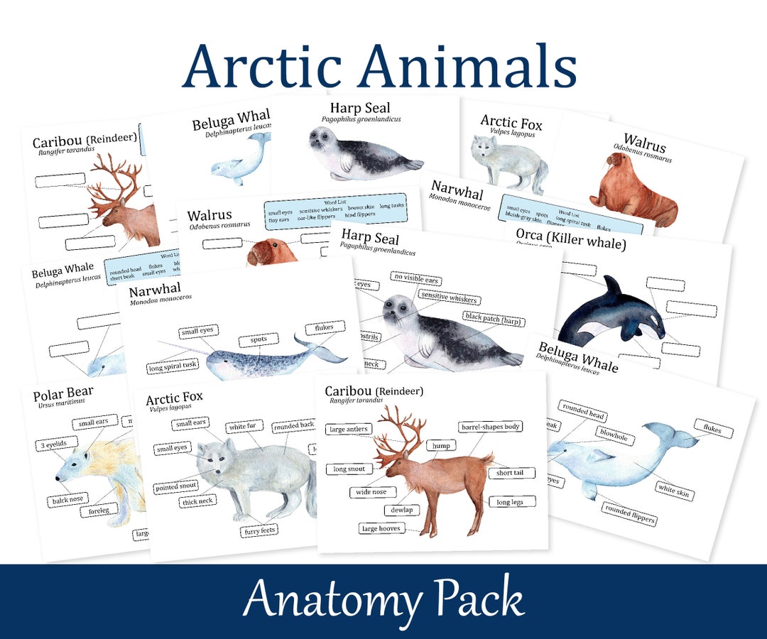 Arctic Animals Anatomy Learning Pack, Biology Worksheets, Polar Bear ...