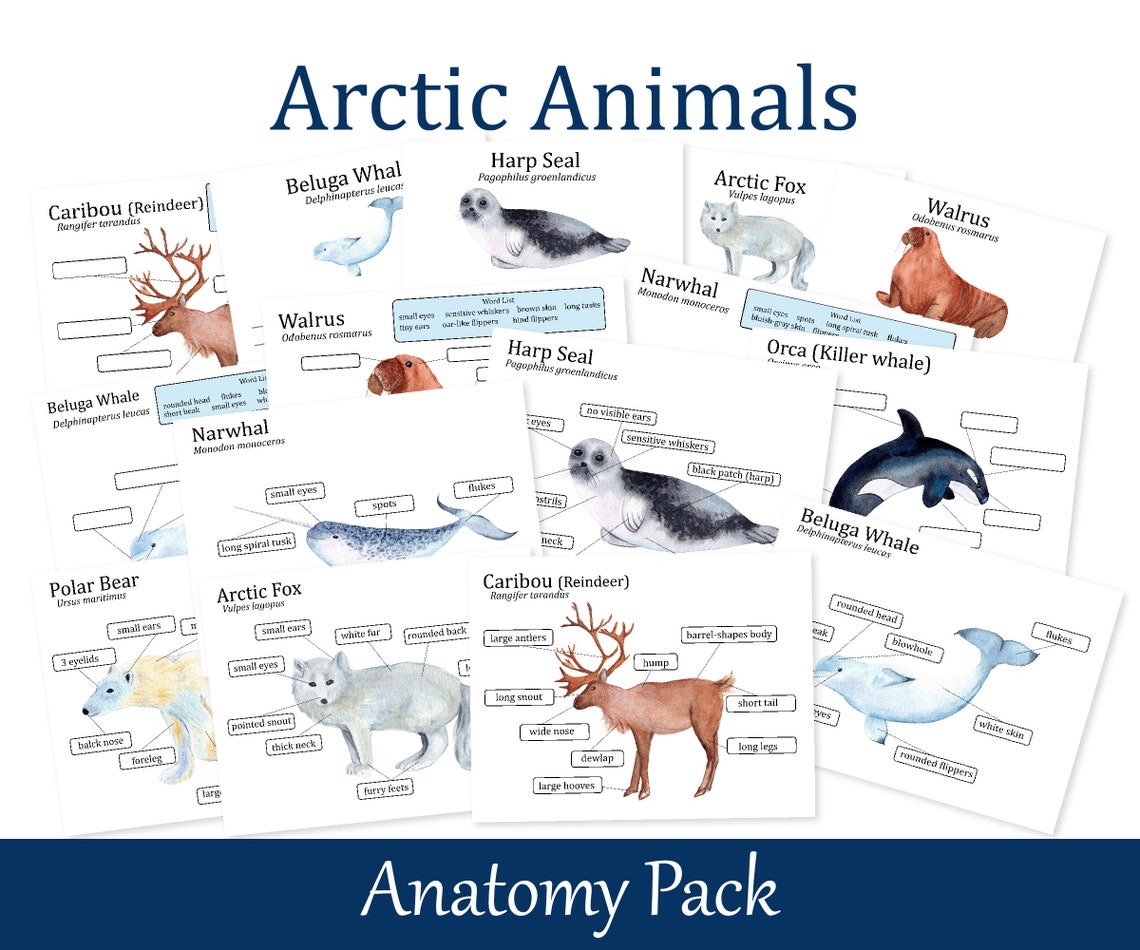 Arctic Animals Anatomy Learning Pack, Biology Worksheets, Polar Bear ...