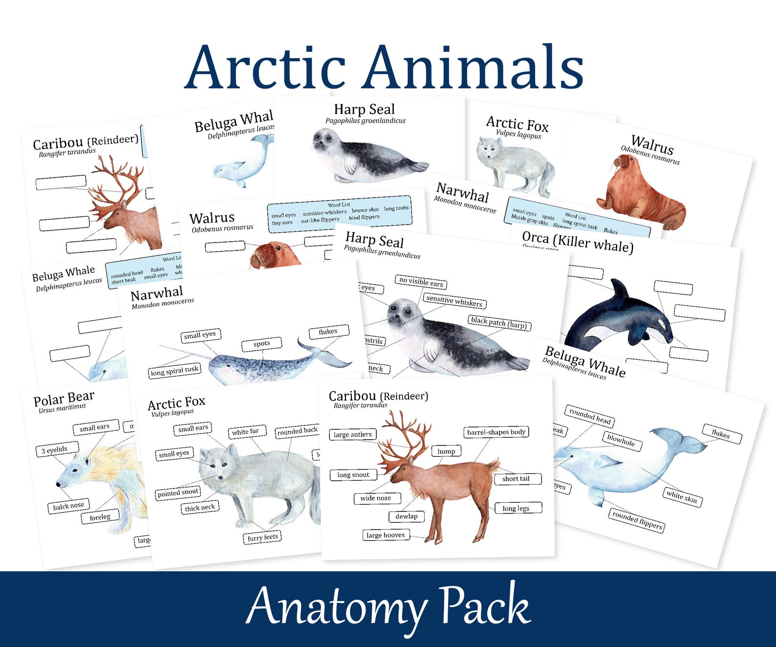 Arctic Animals Anatomy Learning Pack, Biology Worksheets, Polar Bear ...
