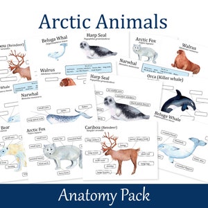 Arctic Animals Anatomy Learning Pack, Biology Worksheets, Polar Bear ...