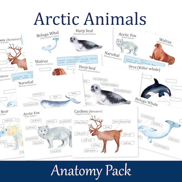 Polar Animals - Etsy