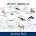 Arctic Animals Anatomy Learning Pack, Biology Worksheets, Polar Bear ...