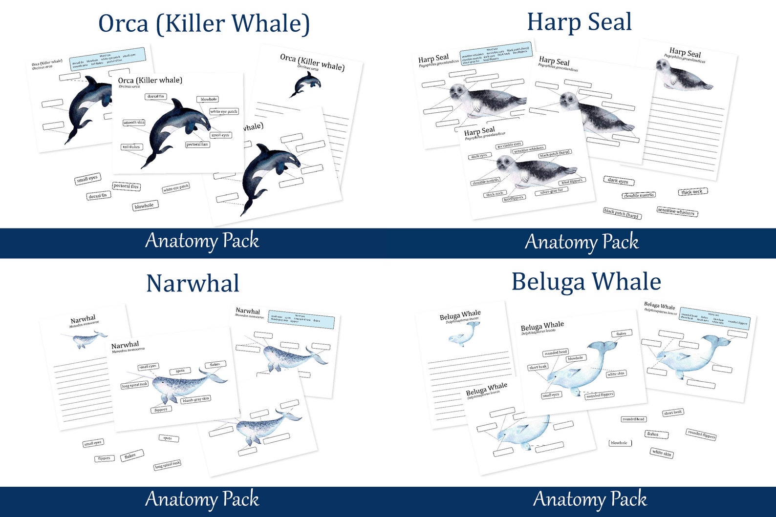 Arctic Animals Anatomy Learning Pack, Biology Worksheets, Polar Bear ...