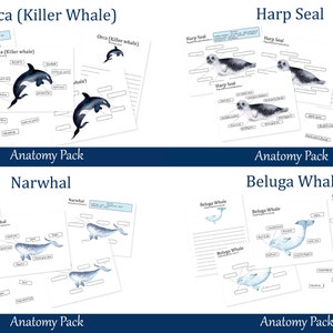 Arctic Animals Anatomy Learning Pack, Biology Worksheets, Polar Bear ...