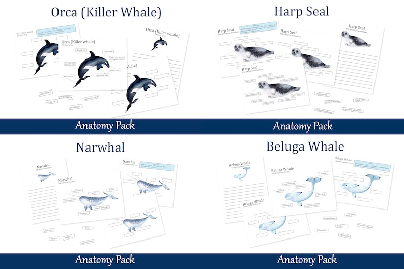 Arctic Animals Anatomy Learning Pack, Biology Worksheets, Polar Bear ...