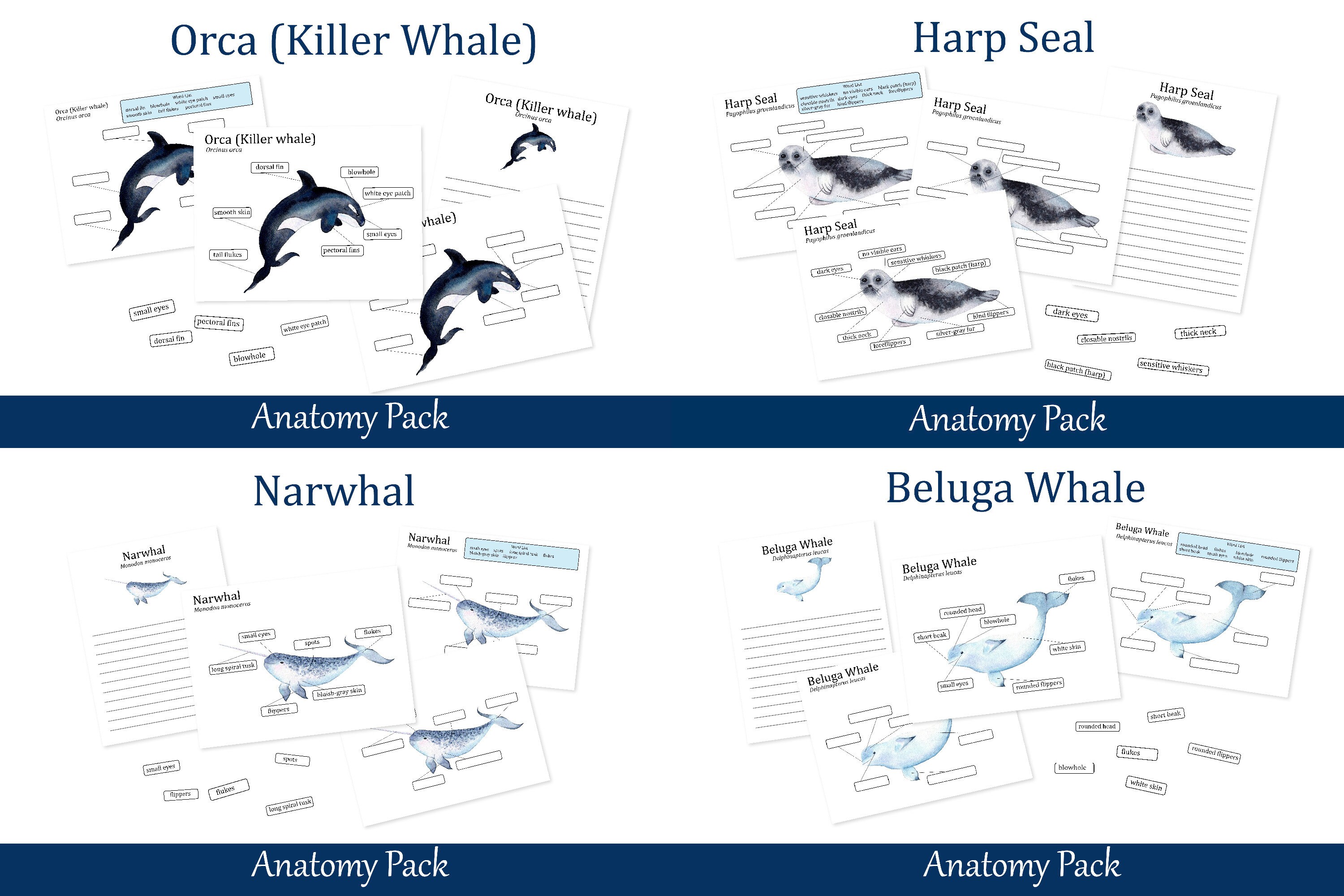Arctic Animals Anatomy Learning Pack, Biology Worksheets, Polar Bear ...